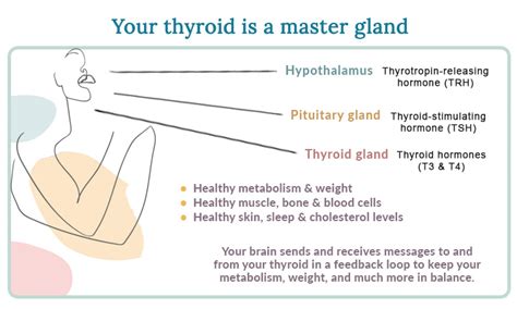 How Does Your Thyroid Work Womens Health Network