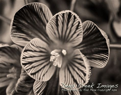 Flowers In Black And White I See Beauty All Around