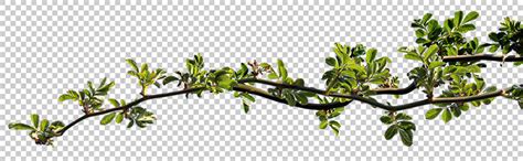 Tree Branch Transparent Png