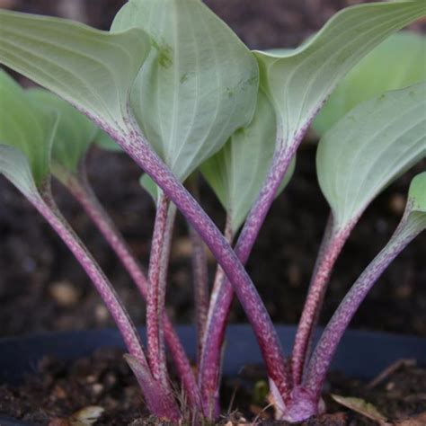 Hosta Red Cadet Vitro Westland