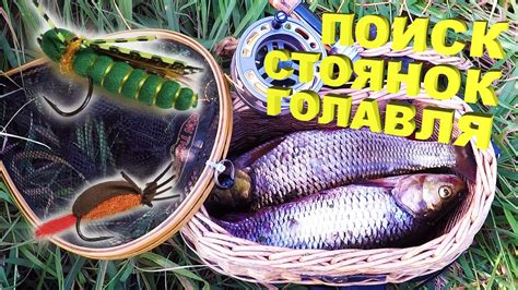 ПОИСК СТОЯНОК ГОЛАВЛЯ. Ловля голавля нахлыстом. Голавль на жука ...