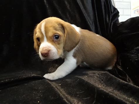 Mini Beagle Toy At Amanda Moretz Blog