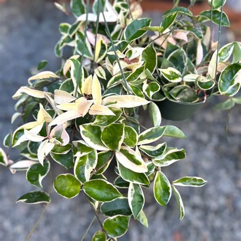 Tricolor Hoya Plant Buy Variegated Hoya Plants Online
