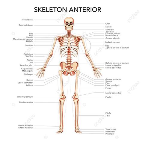 Labelled Human Skeleton Diagram In Natural Colours Tibia Woman Skeletal