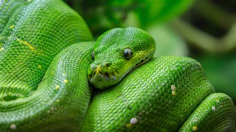 Emerald Tree Python