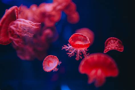 Flying Jellyfish Behance