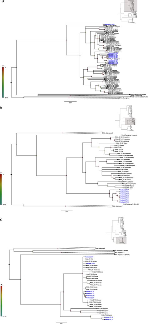 Midpoint Rooted Phylogenetic Tree Showing The Results Of The Analysis