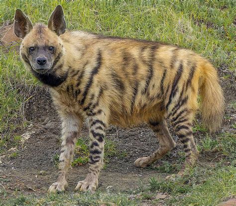 Striped Hyena Wikipedia