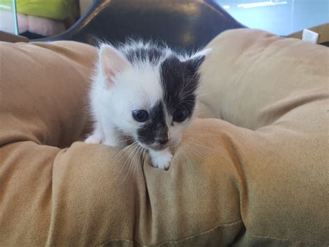 코리안숏헤어 달콤이 소형강아지종류 브숏 말티슈 푸들성격 꼬똥드툴레아분양 브리더분양 작은강아지 털없는강아지 회색푸들 타이니푸들 키우기쉬운강아지 믹스견종류 풍산개분양 잭러셀