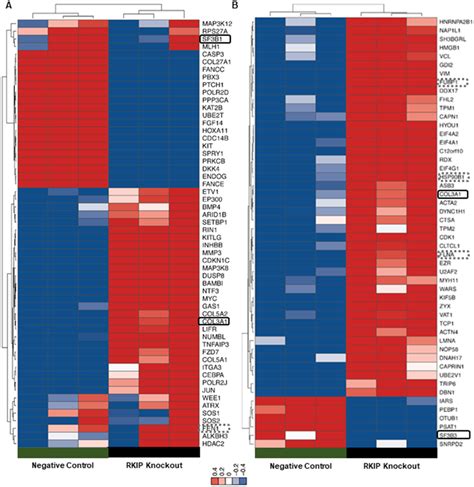 Differentially Expressed Genes And Proteins In The Rkip Ko Gist T1 Cell Download Scientific