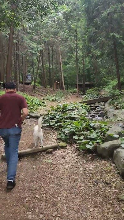 등산 도전 반려견일상 산이 산책훈련 Youtube