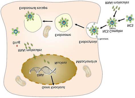 Schematic Diagram Of Nanoparticles Mediated Gene And Drug Delivery