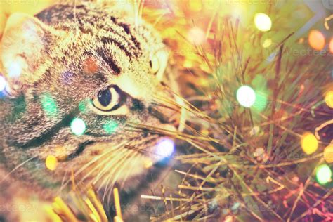 Tabby Cat Portrait Stock Photo At Vecteezy