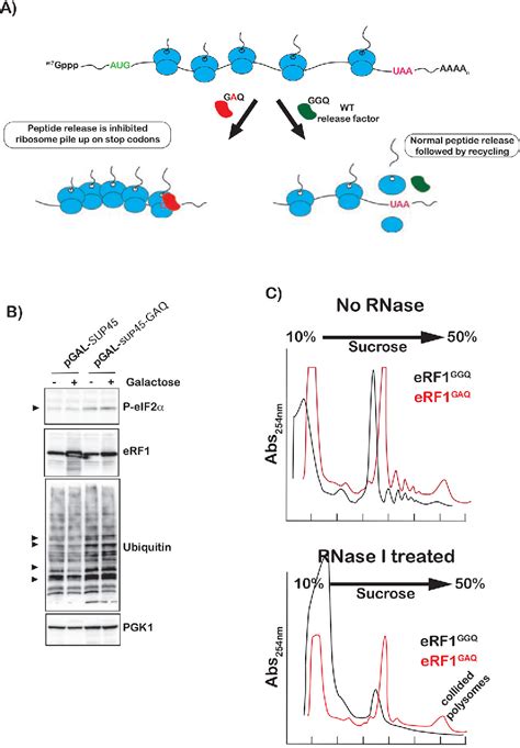 Figure 5 From Ribosome Quality Control Antagonizes The Activation Of The Integrated Stress