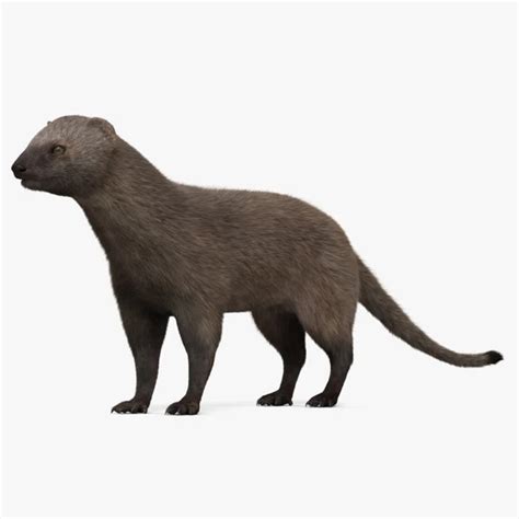 mongoose 3d models download