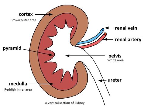 Combining Form For Renal Pelvis