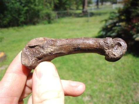 Top Quality Spectacled Bear Metacarpal Carnivore Fossils Prehistoric Florida