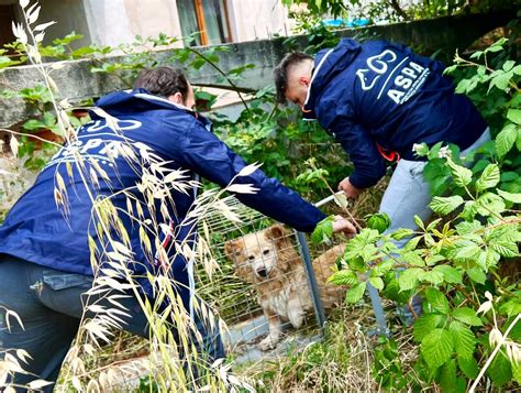 Care Sunt Zonele Cu Cei Mai Mulți Câini Fără Stăpân Din București Două Sectoare Au Cele Mai