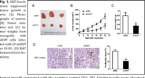 Figure 1 From The Long Non Coding Rna Xist Controls Non Small Cell Lung