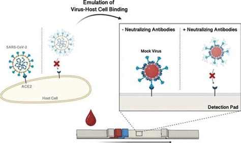Application Of A Biomimetic Nanoparticle Based Mock Virus To Determine Sars Cov 2 Neutralizing