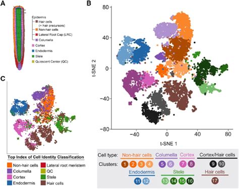 Single Cell Transcriptome Atlas Of Arabidopsis Root Cells ~12000 Download Scientific Diagram
