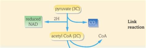 The Link Reaction Krebs Cycle Chapter Flashcards Quizlet