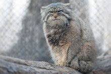 Pallas Cat Portrait Szabad Kép Public Domain Pictures