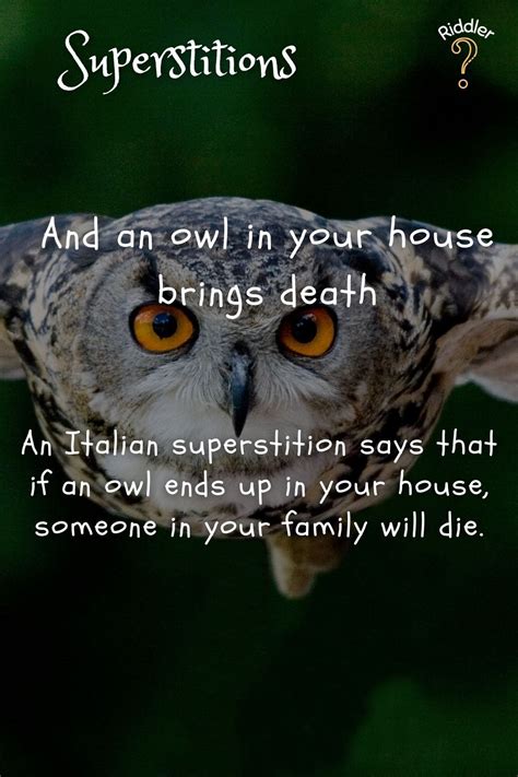 Weird Superstitions That People Believe In Around The World Owl