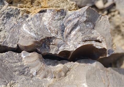 Metacoceras Sp Member Collections The Fossil Forum