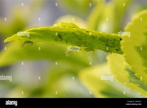 Aphids Macrosiphum Sp Larvae Alate And Apterous Morphs On The Reverse Side Of A Euonymus
