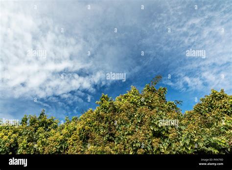 Blue Sky With Clouds And Trees Stock Photo Alamy