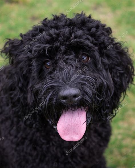 Pictures Black Cocker Spaniel Poodle Mix Cockapoo Cocker Spaniel And Poodle Cross Breed