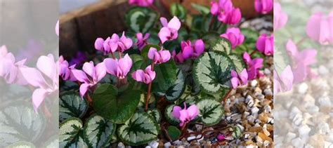 Цикламены садовые морозостойкие купить в Белореченске | Товары для дома ...