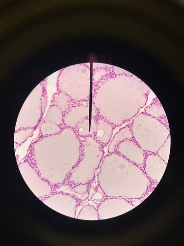 Histology Lab Practical 1 Flashcards Quizlet