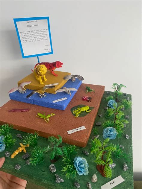 السلسلة الغذائيه【2025】