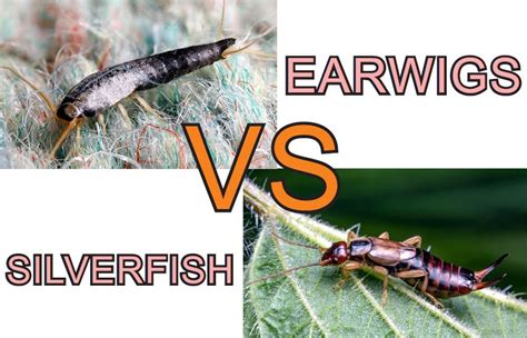 Silverfish Vs Earwig Top 12 Key Differences Your Local Pest Control