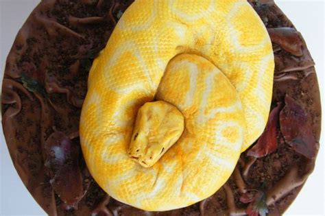 Python Cake ~ Al Mubins