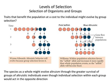 Ppt Natural Selection And Adaptation Powerpoint Presentation Free