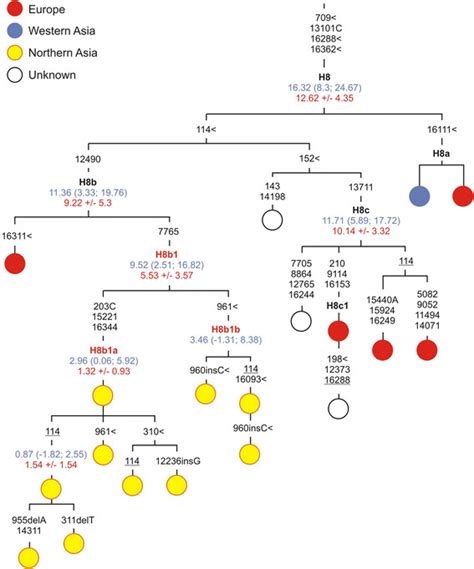 Phylogenetic Tree Of Haplogroup H8 Numbers Along Links Refer To Download Scientific Diagram