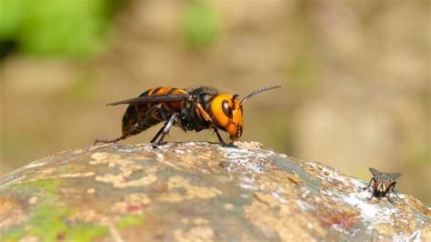 Black And Yellow Hornet