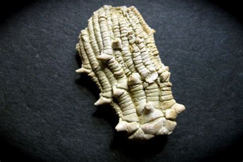 Dasciocrinus Crinoid Fossil