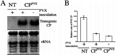 Effects Of Potato Virus X Pvx Infection On Accumulation Of Transgenic