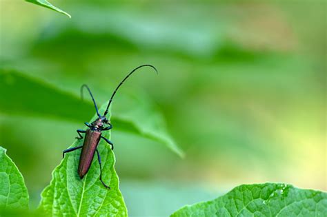아로미아 모샤타 롱혼 딱정벌레가 녹색 잎에 포즈를 취하고 긴 안테나와 아름다운 녹색 금속 몸체가있는 큰 사향 딱정벌레 0명에 대한 스톡 사진 및 기타 이미지 Istock