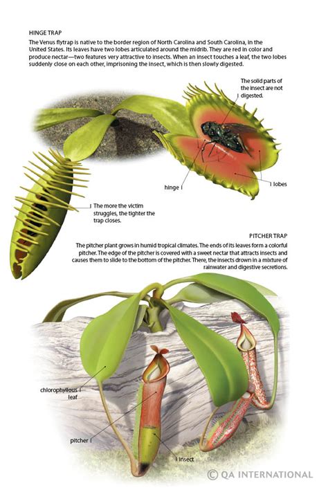 Heterotrophic Plants Visual Dictionary