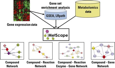 Metscape A Cytoscape Plugin Used To Visualize High And Low Capacity Download Scientific