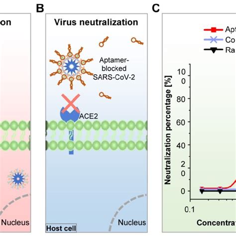 Assays For Sars Cov 2 Virus Host Entry Blockade A Schematic Download Scientific Diagram