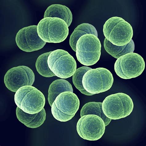 Environmental Isolate Case Files Staphylococcus Epidermidis Microbiologics Blog