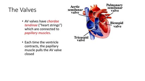 The Cardiovascular System Ppt Download