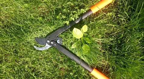 How To Prune Boxwood Shrubs