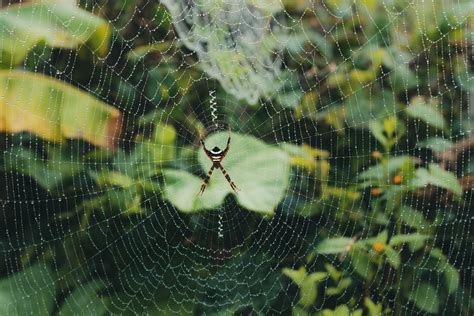 Control Spider Webs And Nests Contractorhomequotes